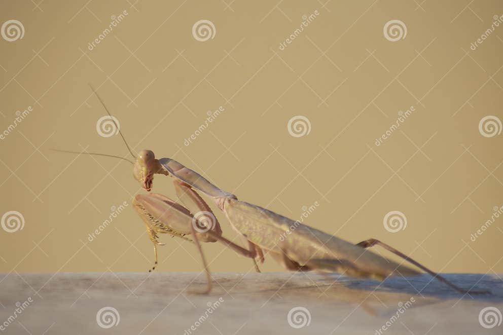 The Beautiful Mantis Religiosa in the Sunlight 6 Stock Photo - Image of ...