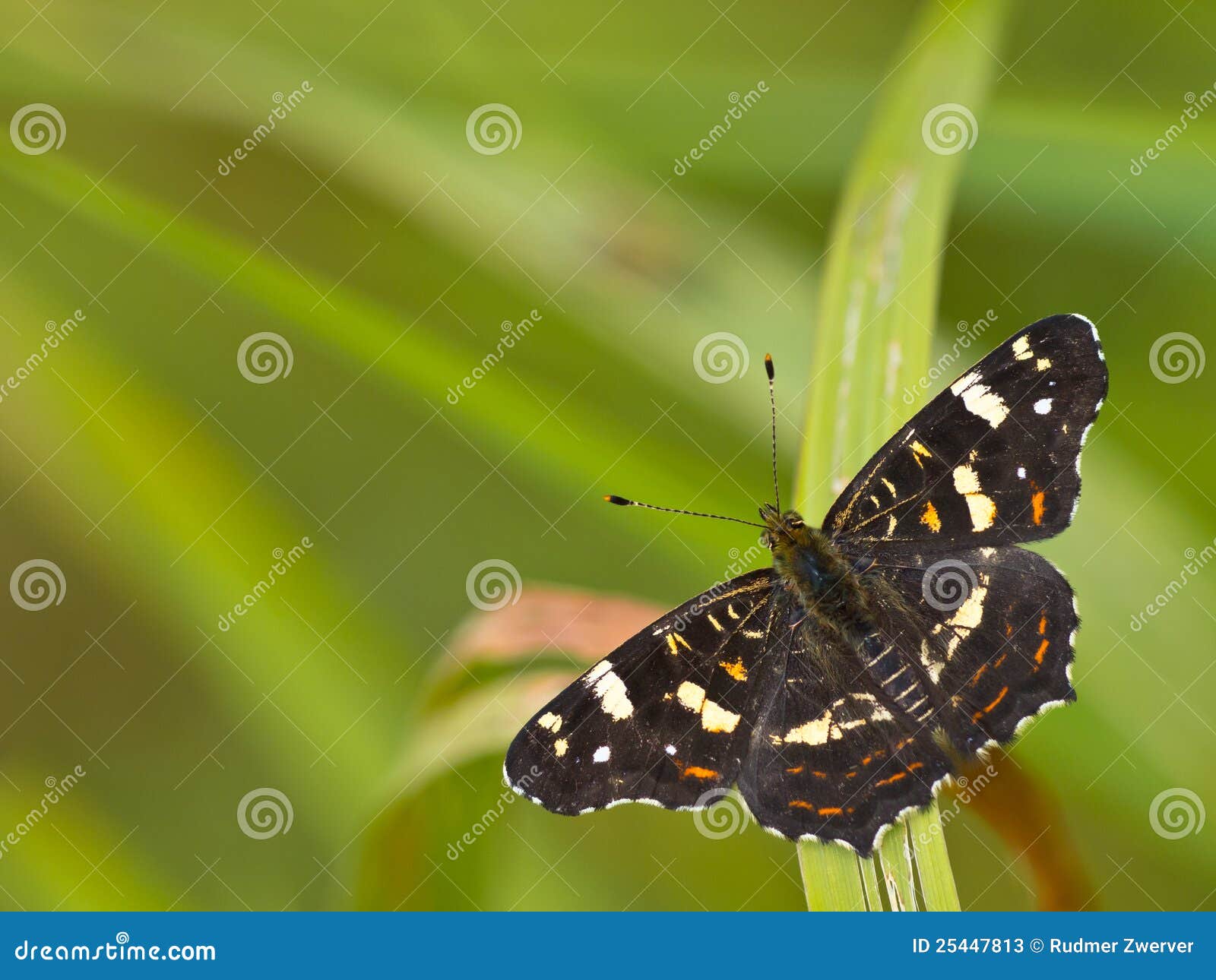 Beautiful map butterfly stock image. Image of wildlife - 25447813