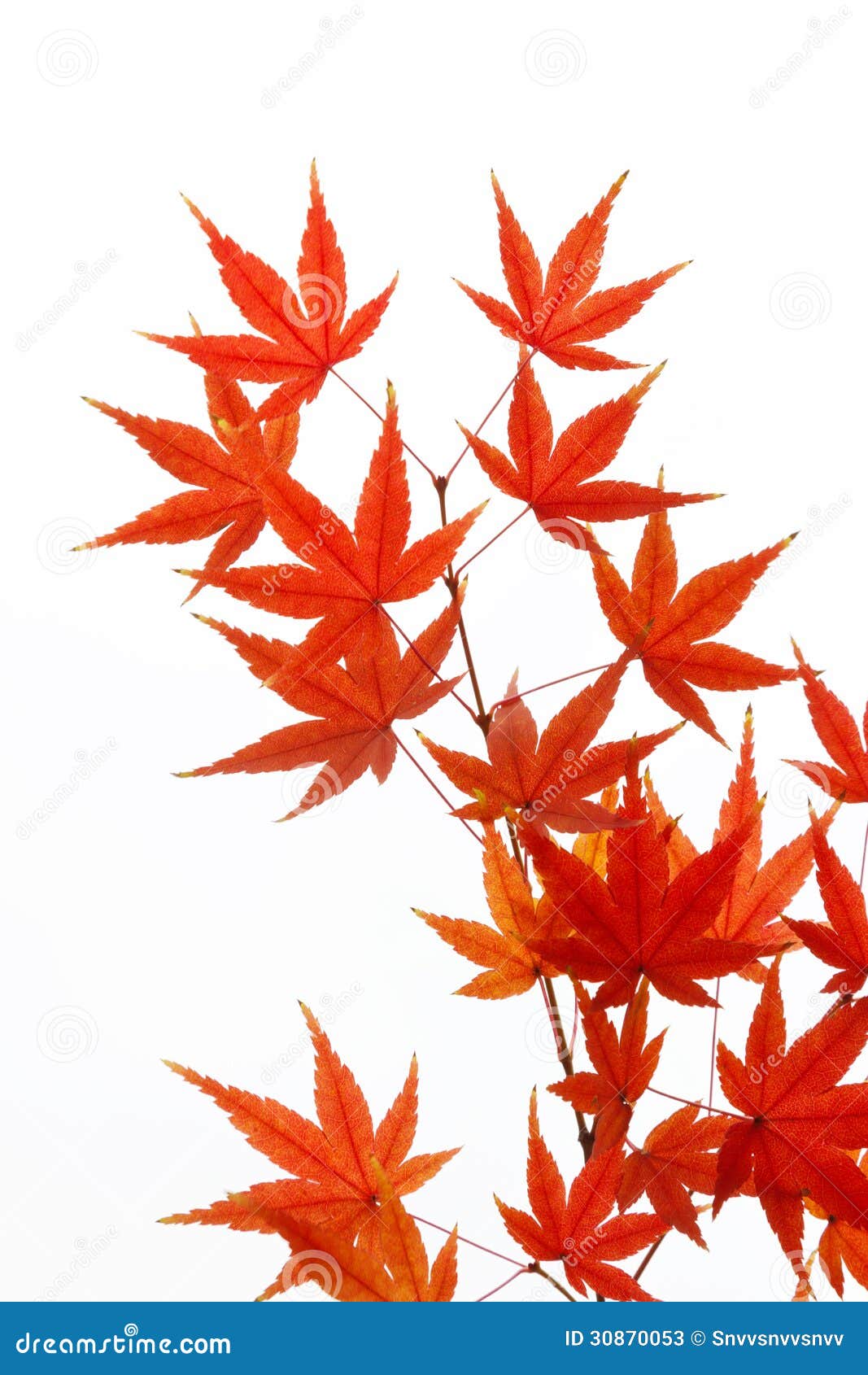 The beautiful maple leaf stock image. Image of color - 30870053