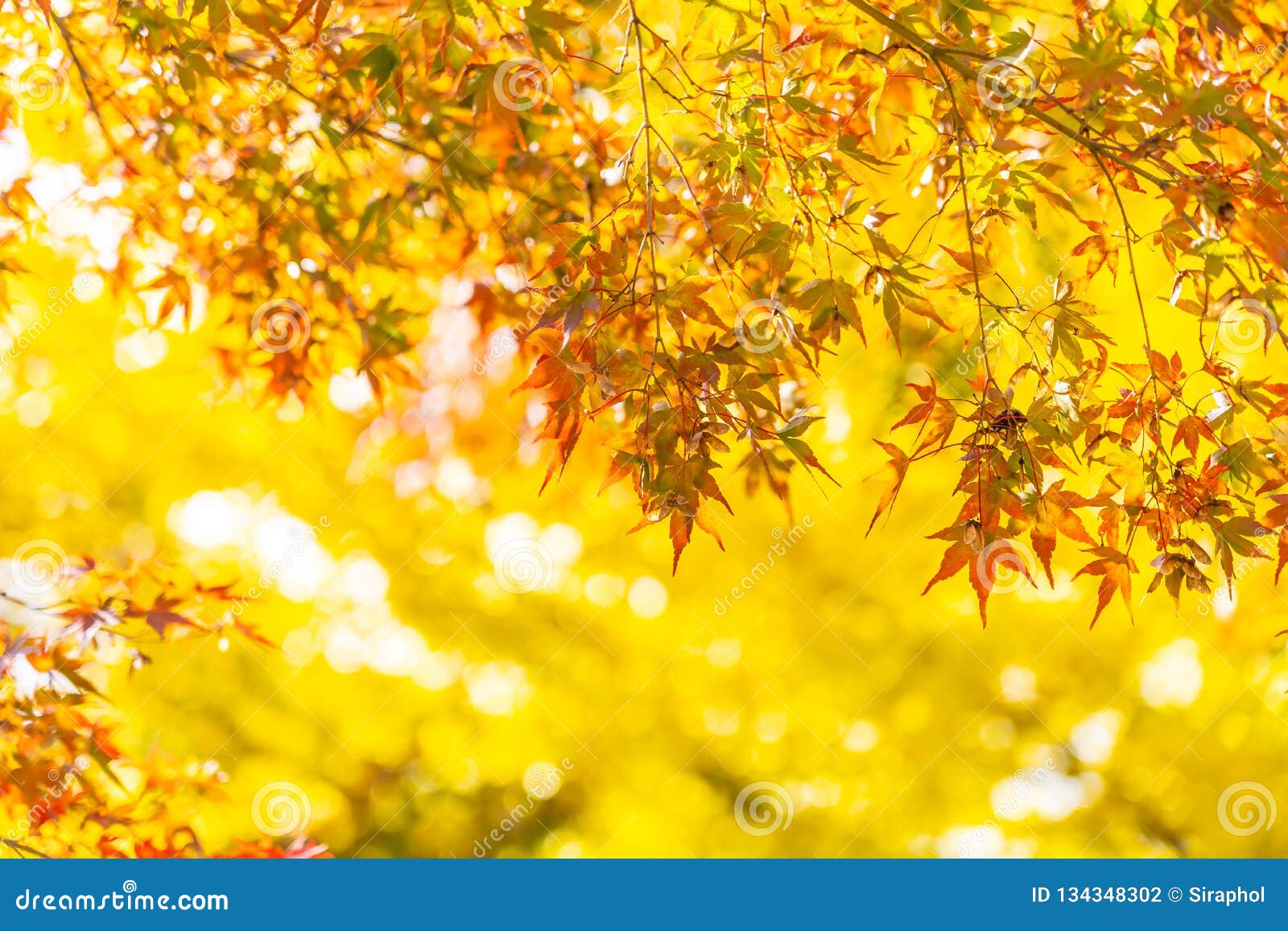 Beautiful Maple Leaf Tree in Autumn Season Stock Photo - Image of ...