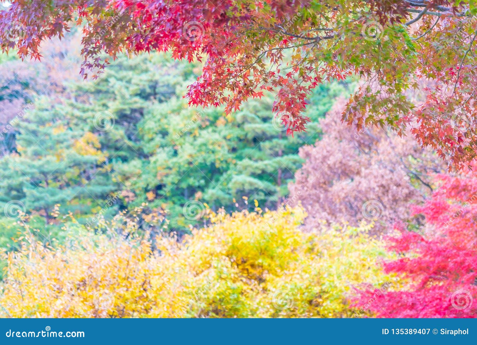 Beautiful Maple Leaf Tree in Autumn Season Stock Image - Image of plant ...