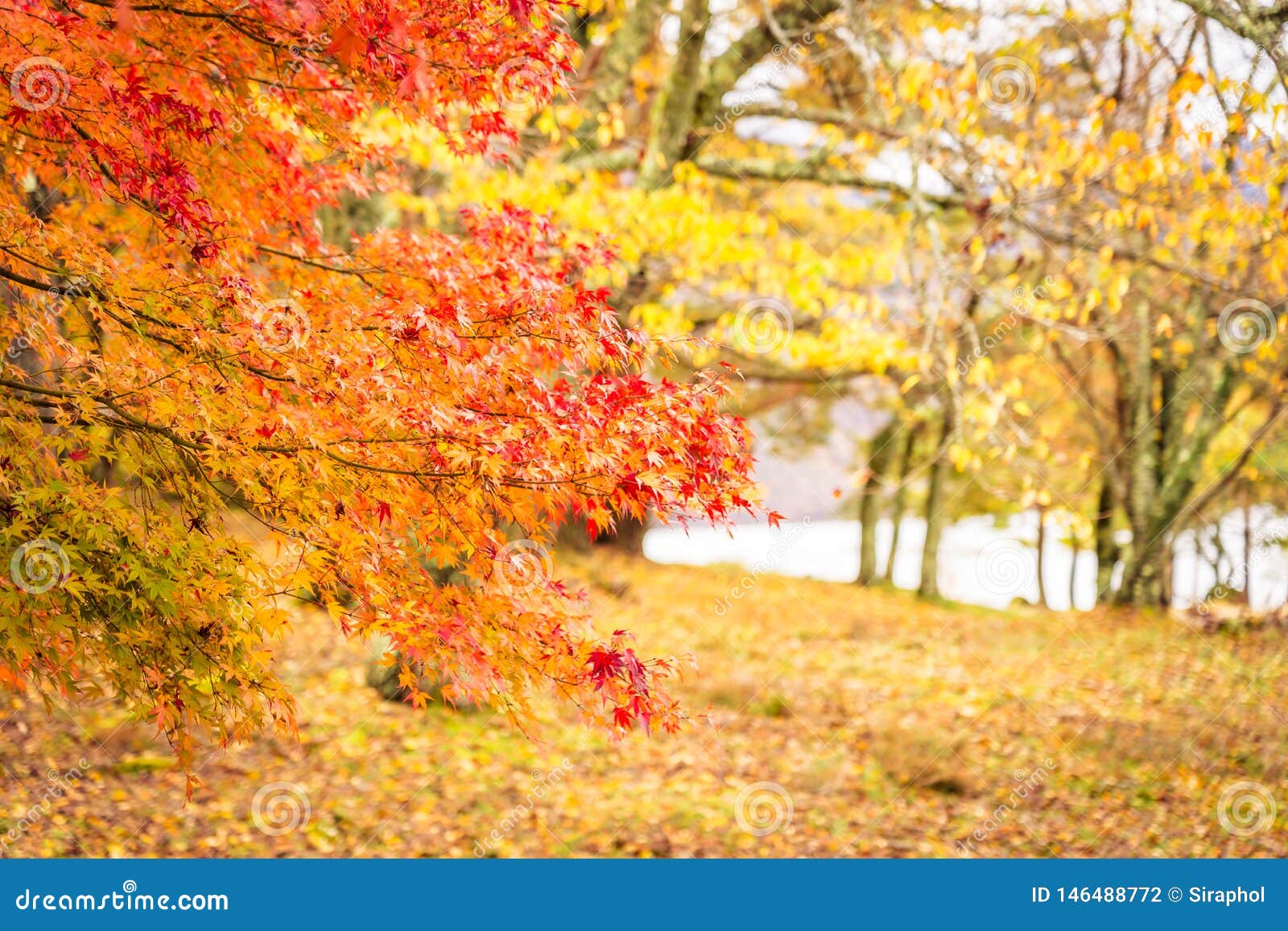 Beautiful Maple Leaf Tree in Autumn Season Stock Photo - Image of ...