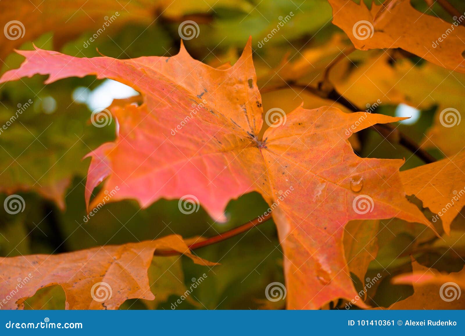 A Beautiful Maple Leaf on a Tree of Different Autumn Shades Stock Image ...