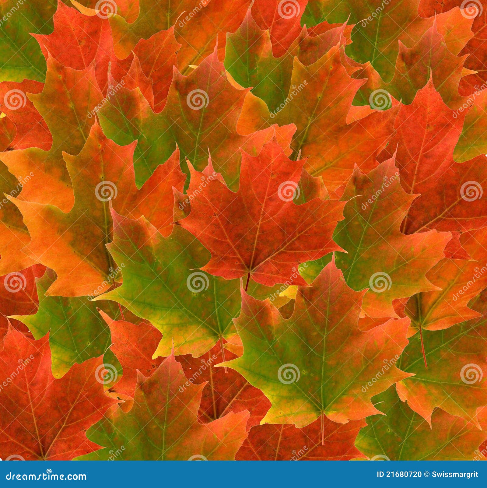 Beautiful maple leaves stock photo. Image of autumn, tree - 21680720