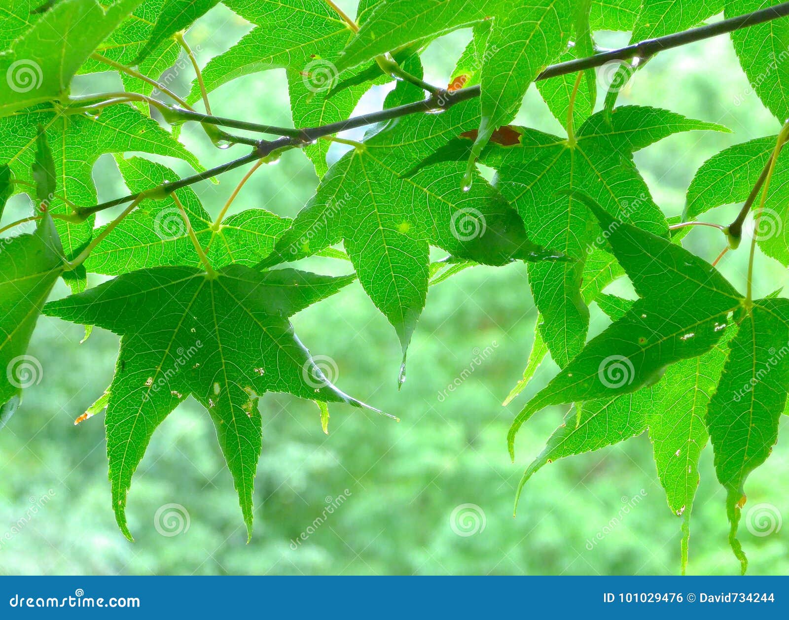 The beautiful maple leaves stock photo. Image of multi - 101029476