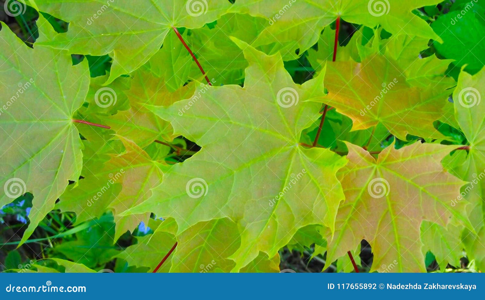 Beautiful maple leaves. stock photo. Image of growth - 117655892