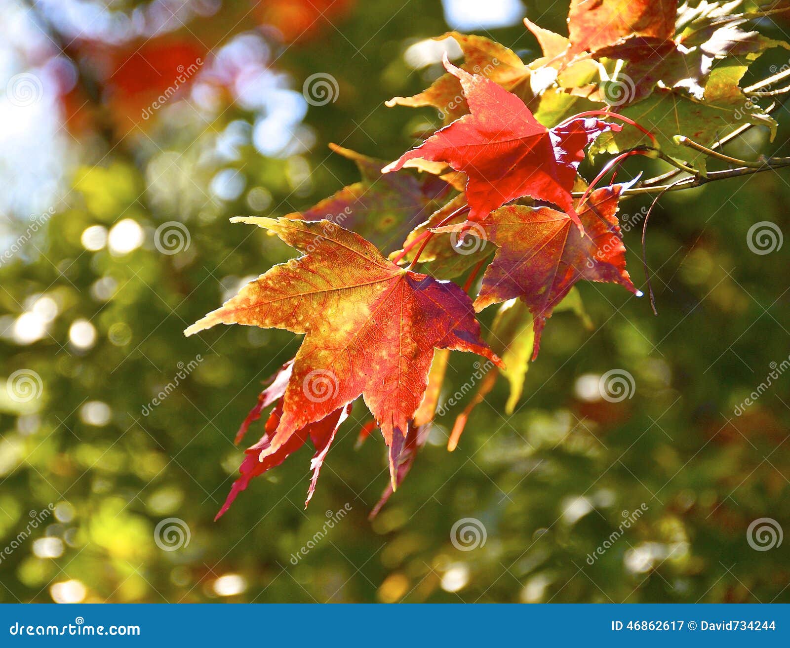 The Beautiful Maple Leaves Closeup Stock Image - Image of decoration ...