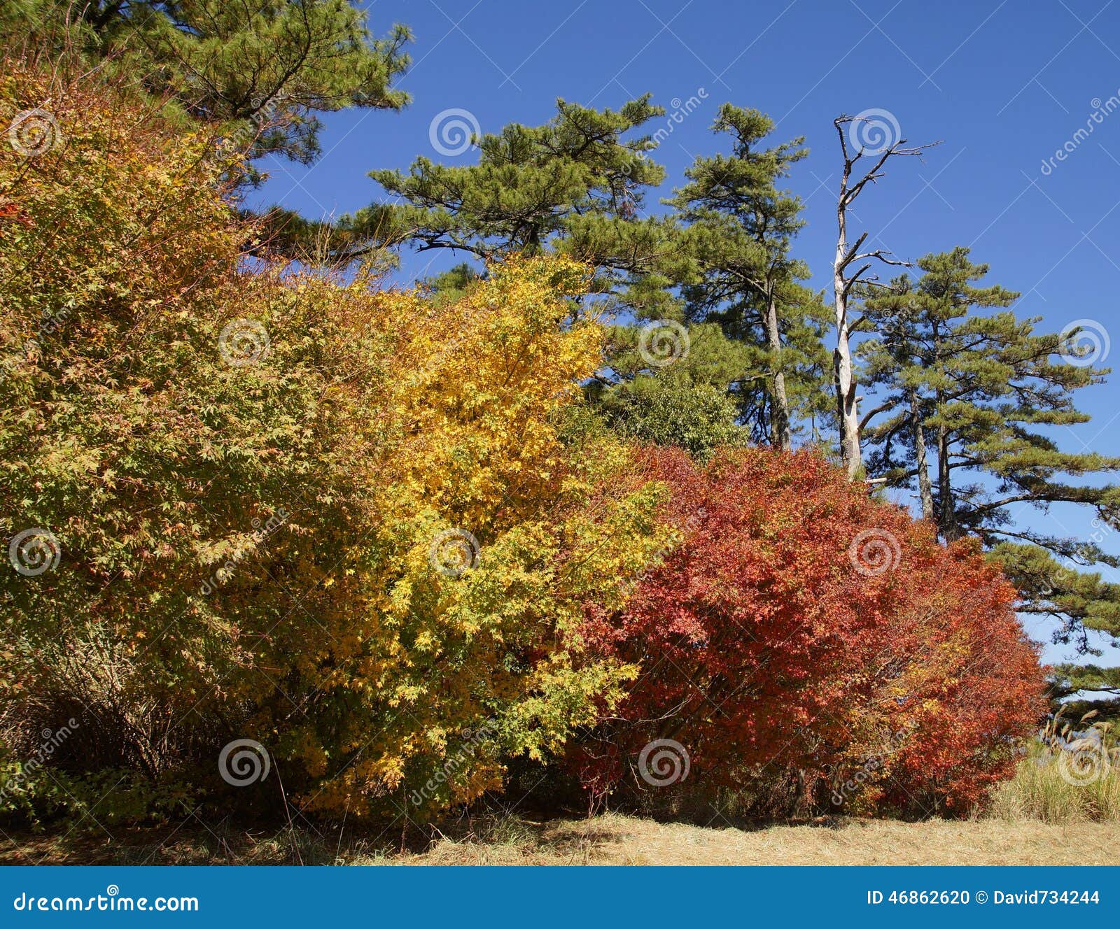 The Beautiful Maple Leaves Closeup Stock Photo - Image of composite ...