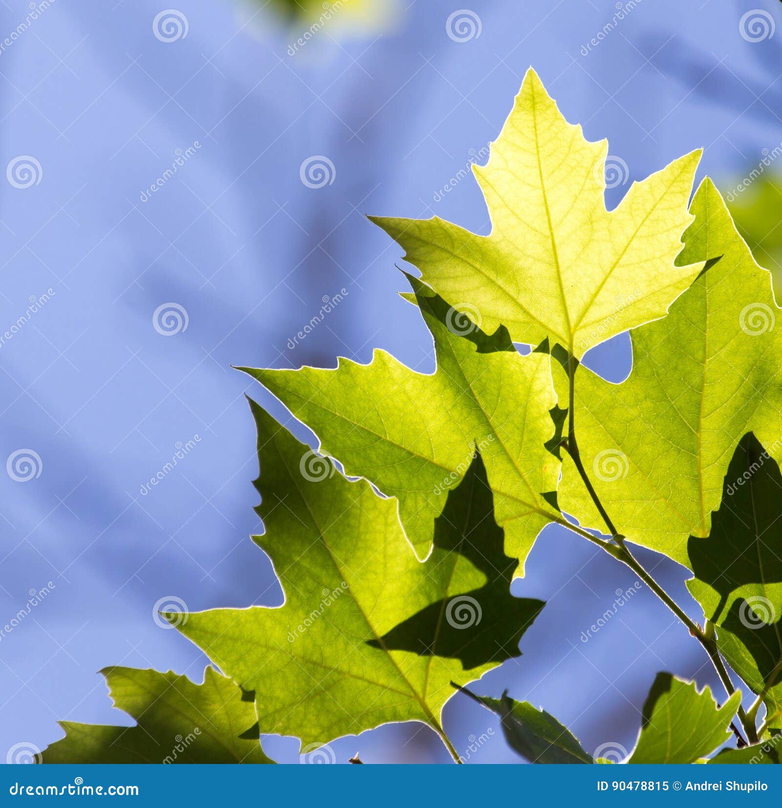 Beautiful Maple Leaves in Nature Stock Image - Image of ecology ...