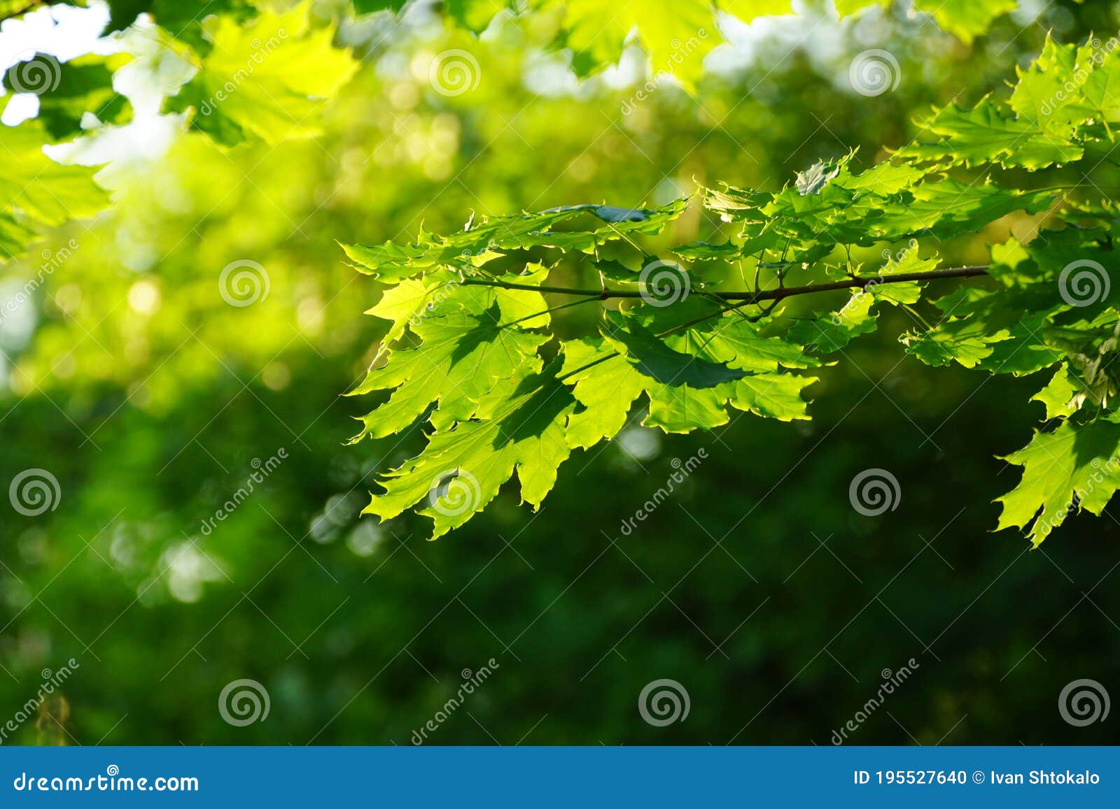 Beautiful Maple Leaves in the Park for Background Stock Photo - Image ...