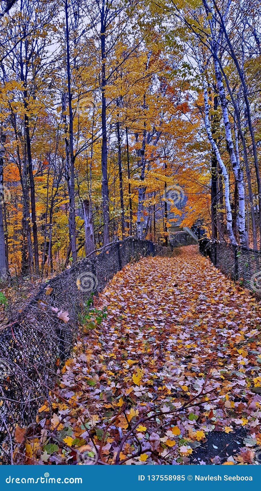 A walk in toronto zoo stock image. Image of autumn, beautiful - 137558985