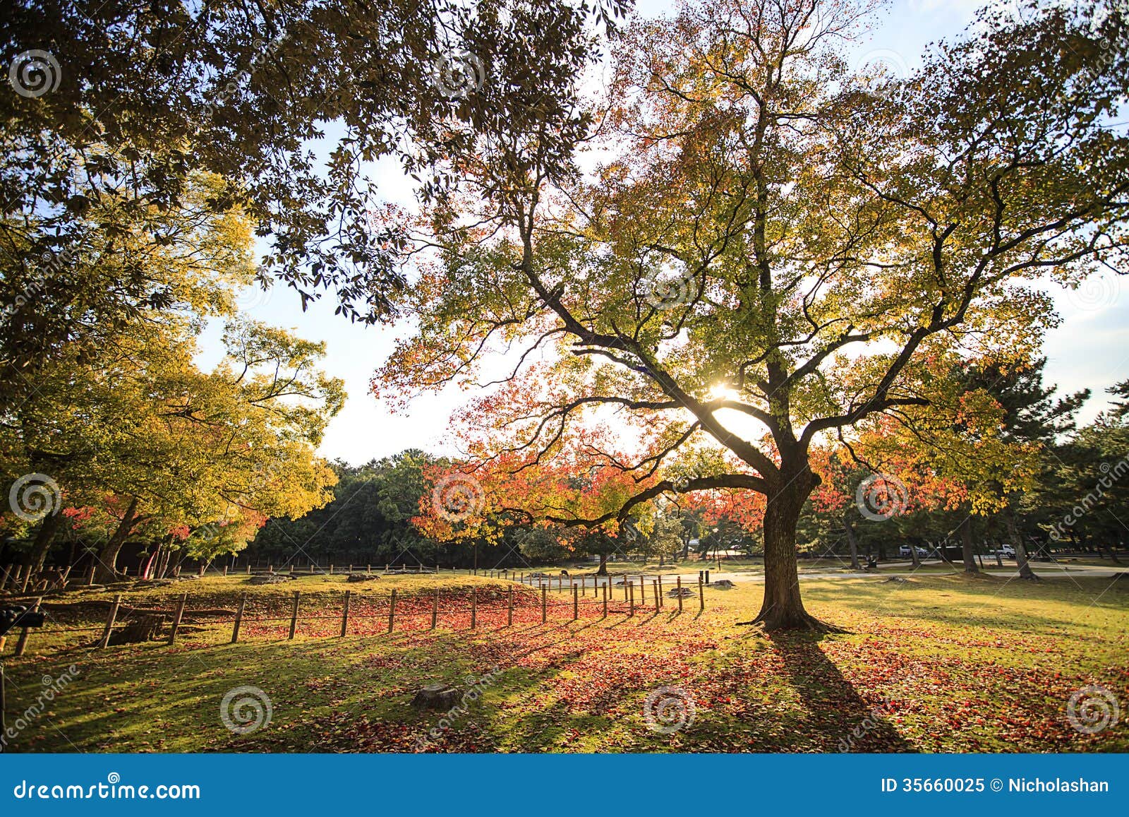 Beautiful maple season stock image. Image of japan, fall - 35660025