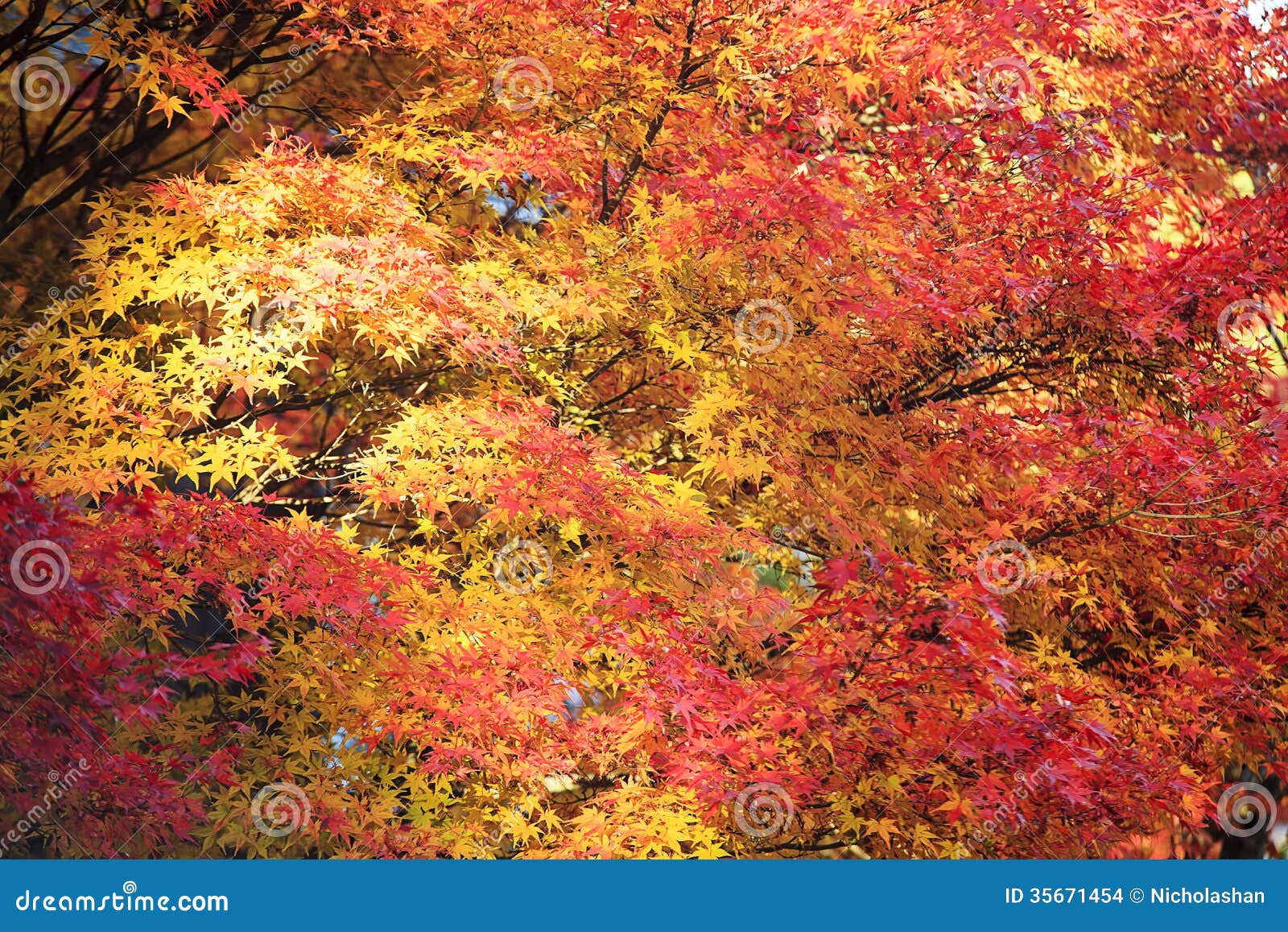 Beautiful maple season stock photo. Image of leaf, green - 35671454