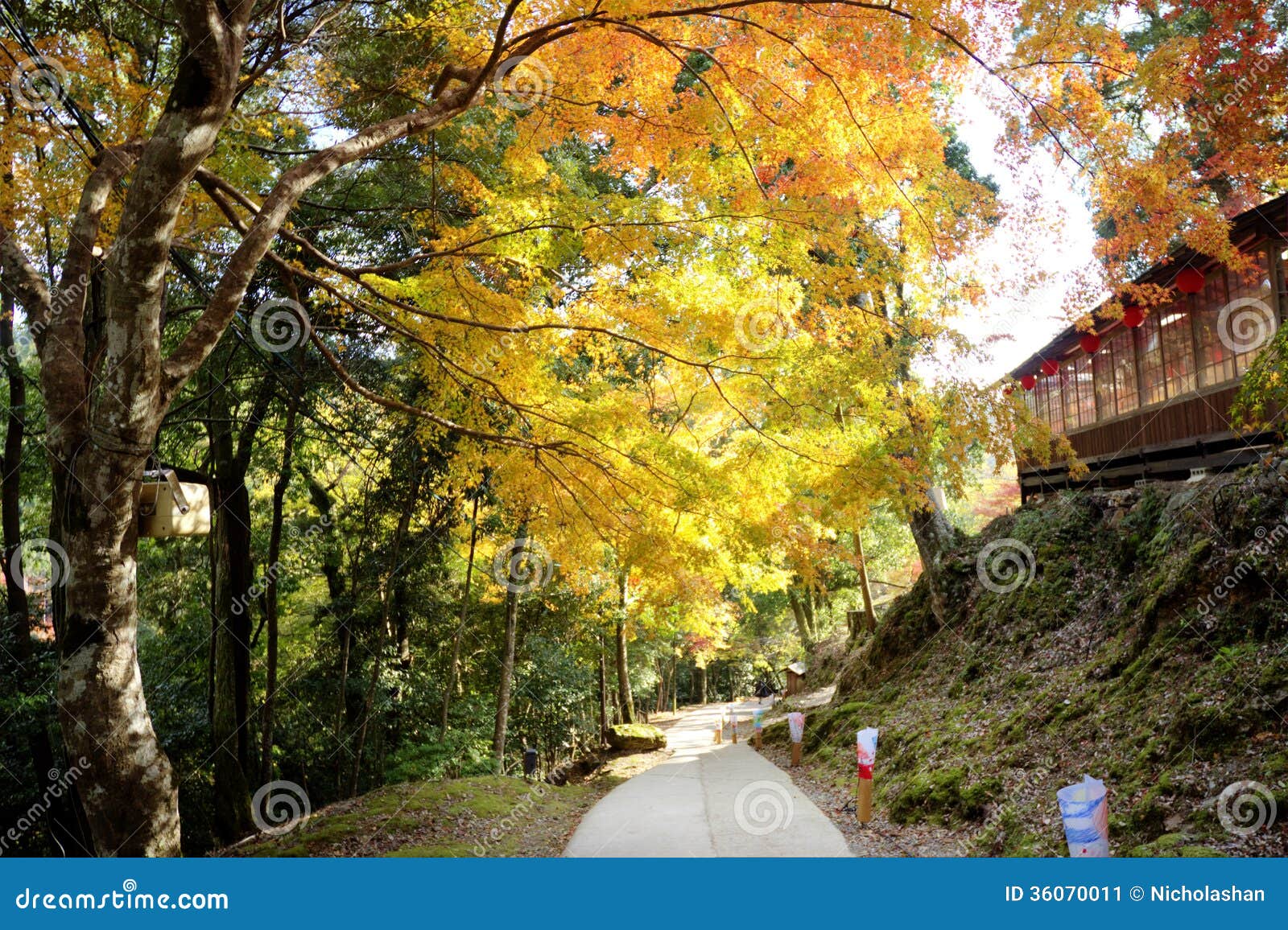 Beautiful Maple Season in Japan Editorial Photo - Image of tree, maple ...