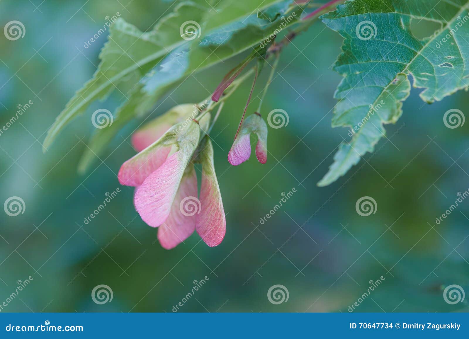 Beautiful Maple Seeds on Branches with Green Leaves Stock Photo - Image ...