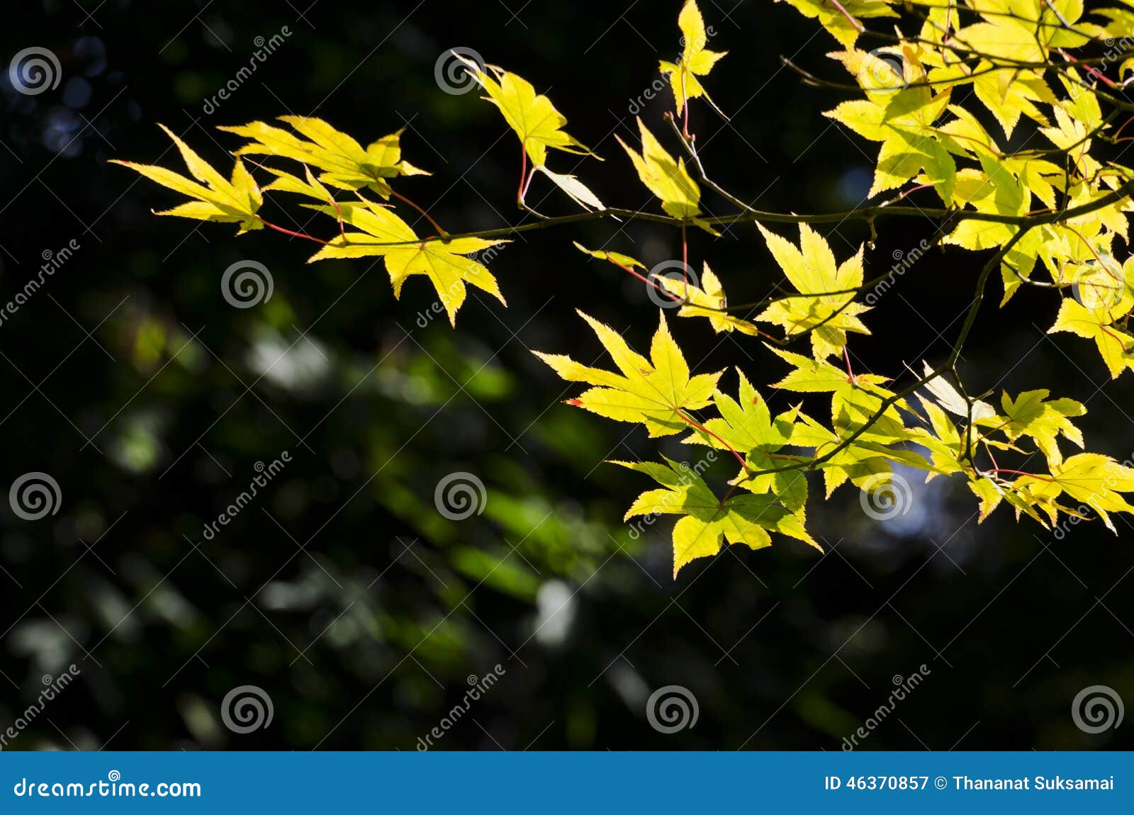 Beautiful Maple in Sunlight Stock Image - Image of green, maple: 46370857