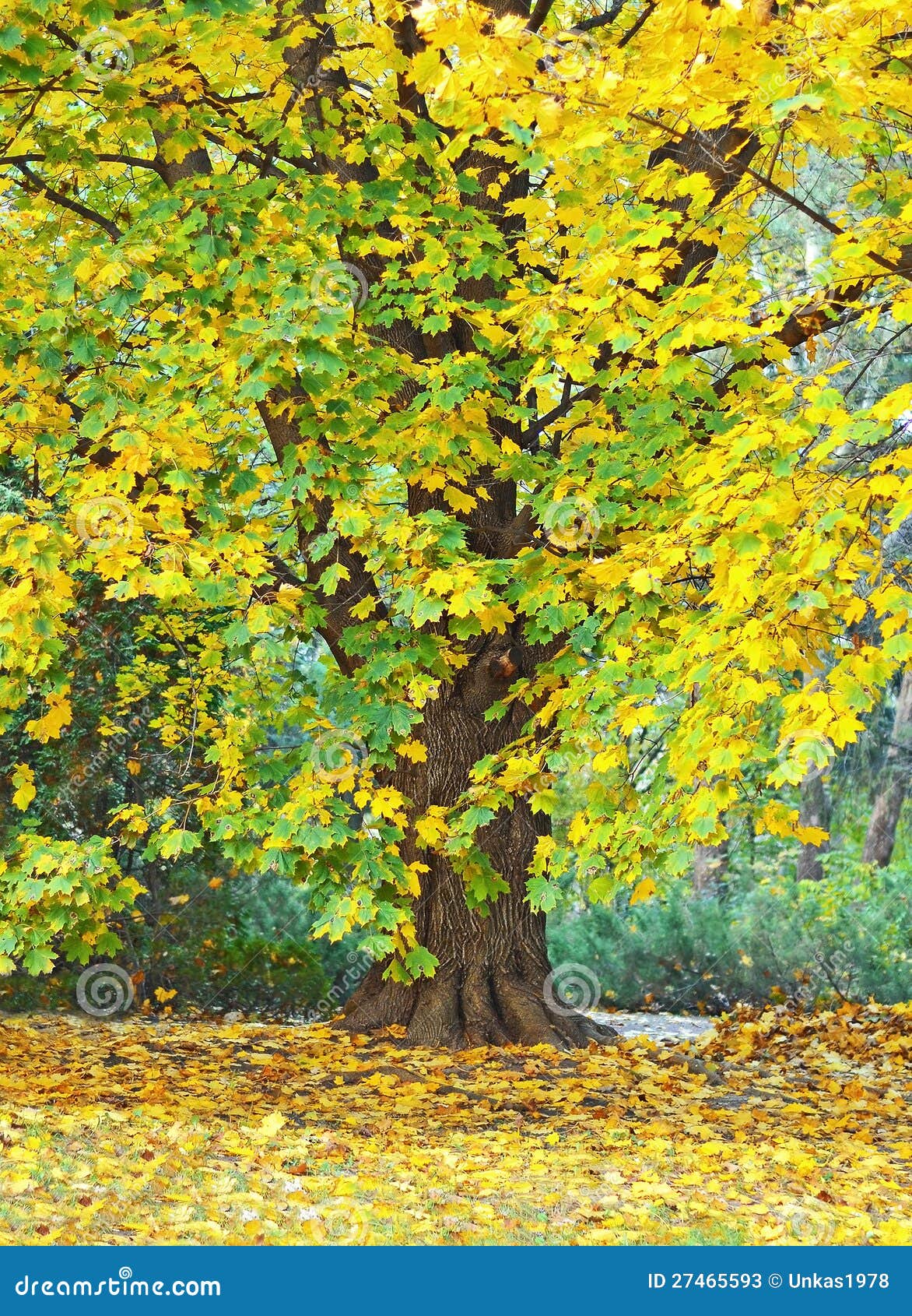 Beautiful Maple Tree in Autumn Park Stock Image - Image of beautiful ...