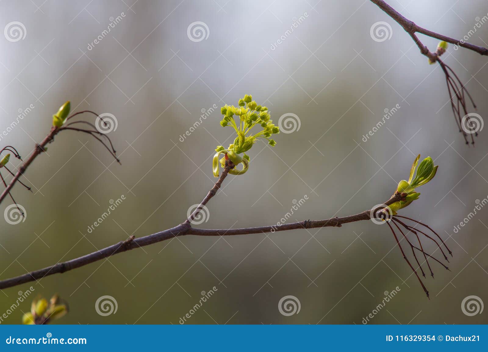 Beautiful Maple Tree Blossoms on a Natural Background Stock Photo ...