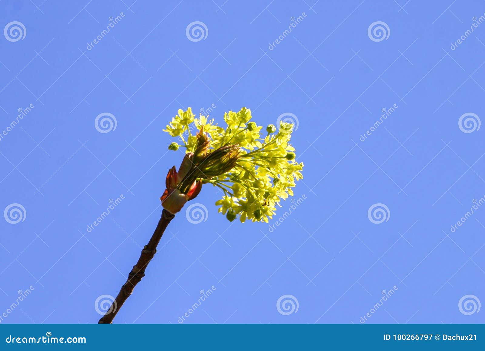 Beautiful Maple Tree Blossoms in Spring Stock Image - Image of birth ...