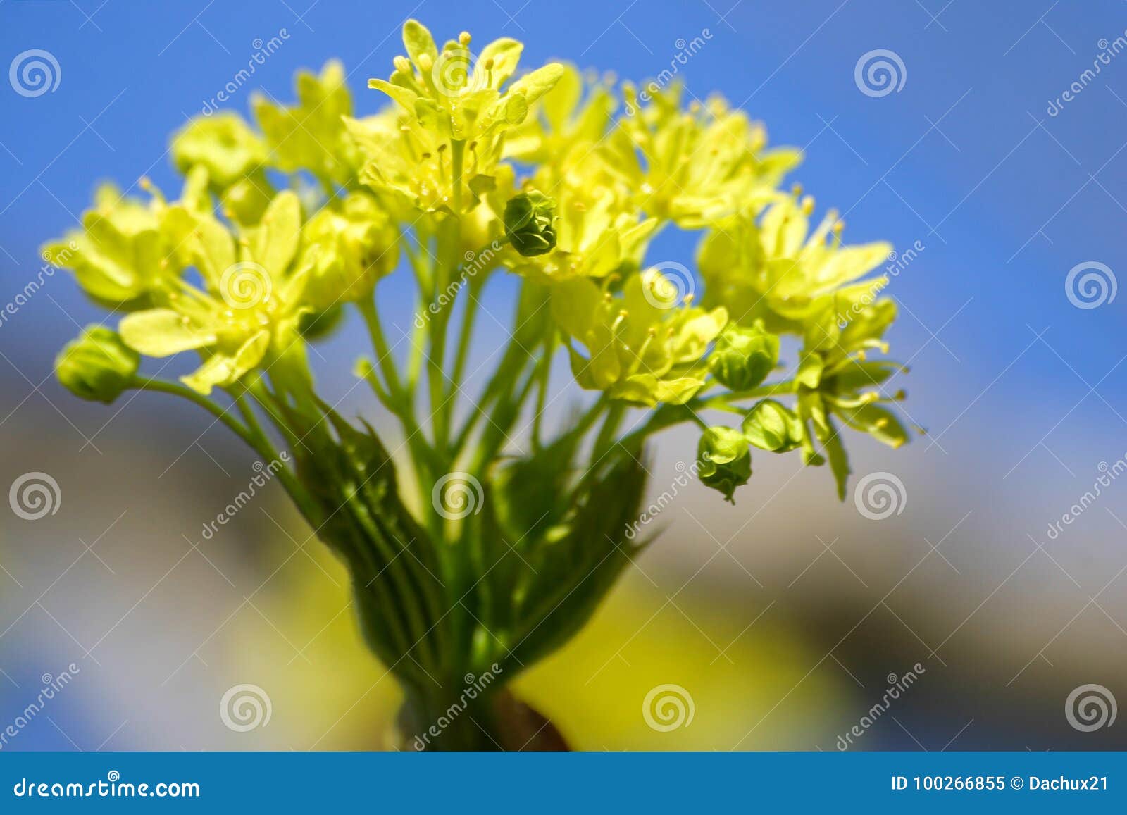 Beautiful Maple Tree Blossoms in Spring Stock Image - Image of floral ...
