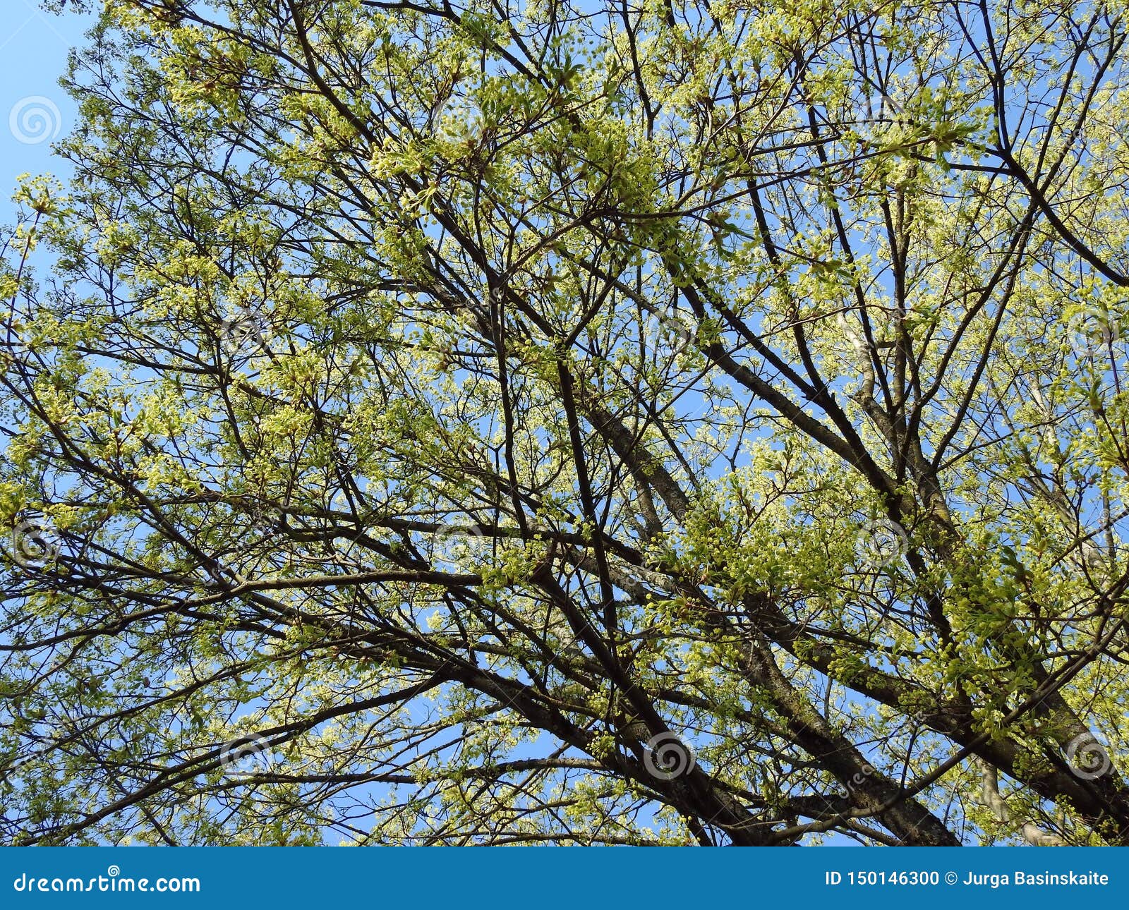 Maple Tree Branches in Spring, Lithuania Stock Photo - Image of maple ...