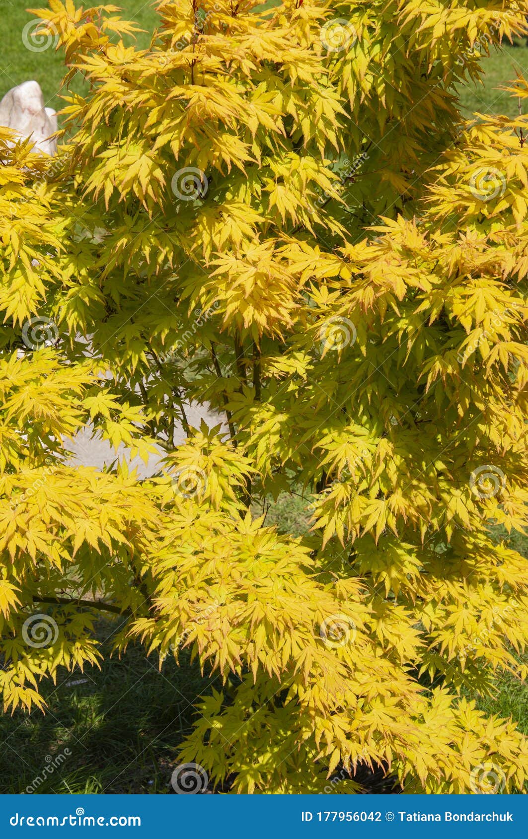 Beautiful Maple Tree with Bright Yellow Leaves Stock Photo - Image of ...