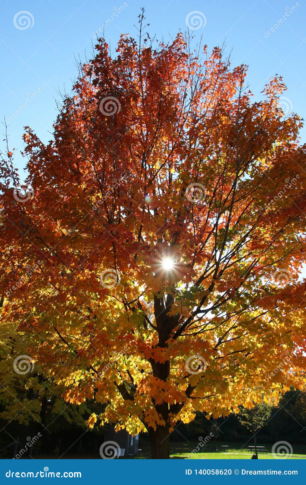 In the Fall, Maple Tree with the Sun Behind it on a Cloudless Day ...