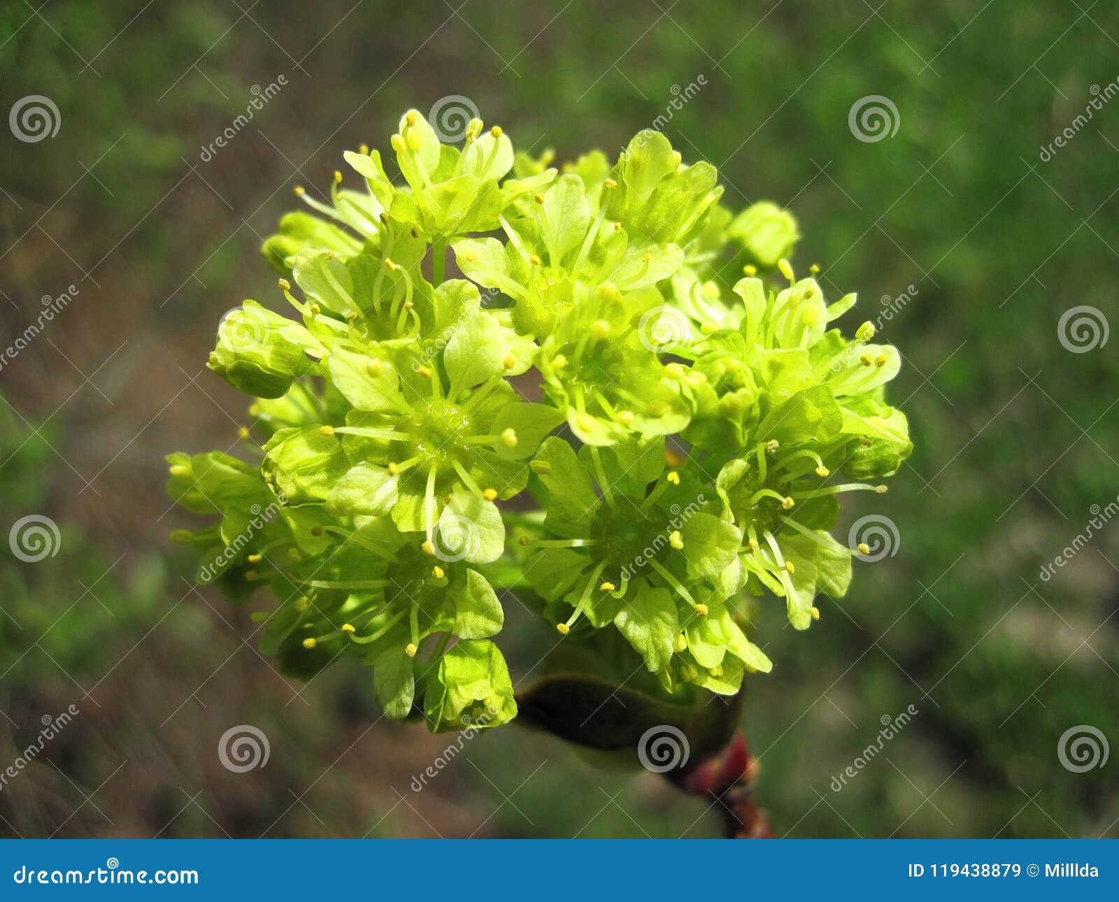 Beautiful Maple Tree Flower, Lithuania Stock Image - Image of flower ...
