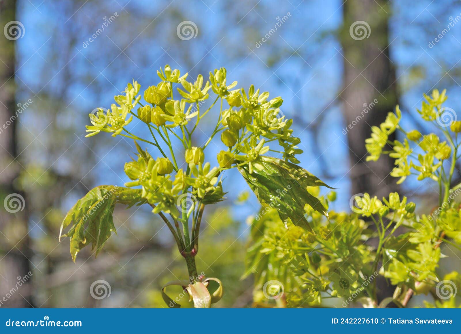 Beautiful Maple-tree Flowers Stock Photo - Image of park, plant: 242227610