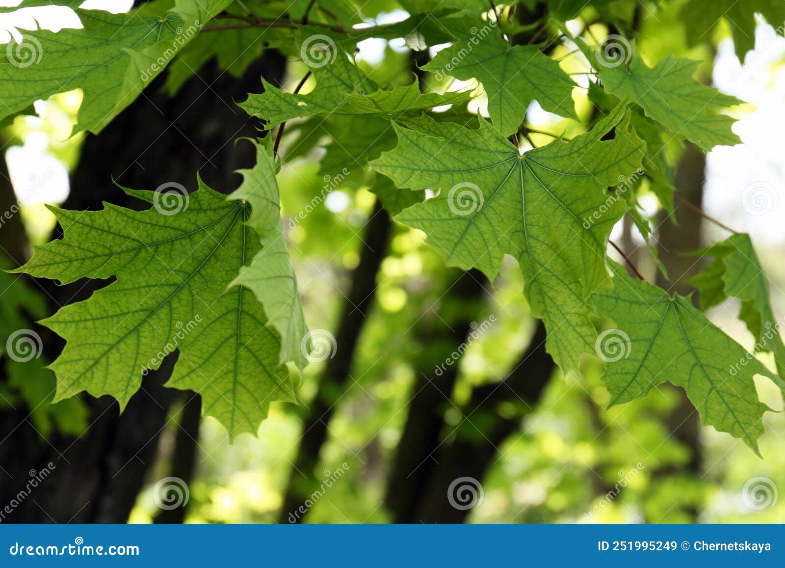 Beautiful Maple Tree with Green Leaves Outdoors, Closeup Stock Image ...