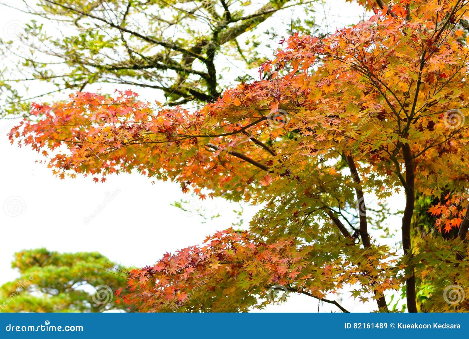 Beautiful maple tree stock image. Image of wooden, background - 82161489