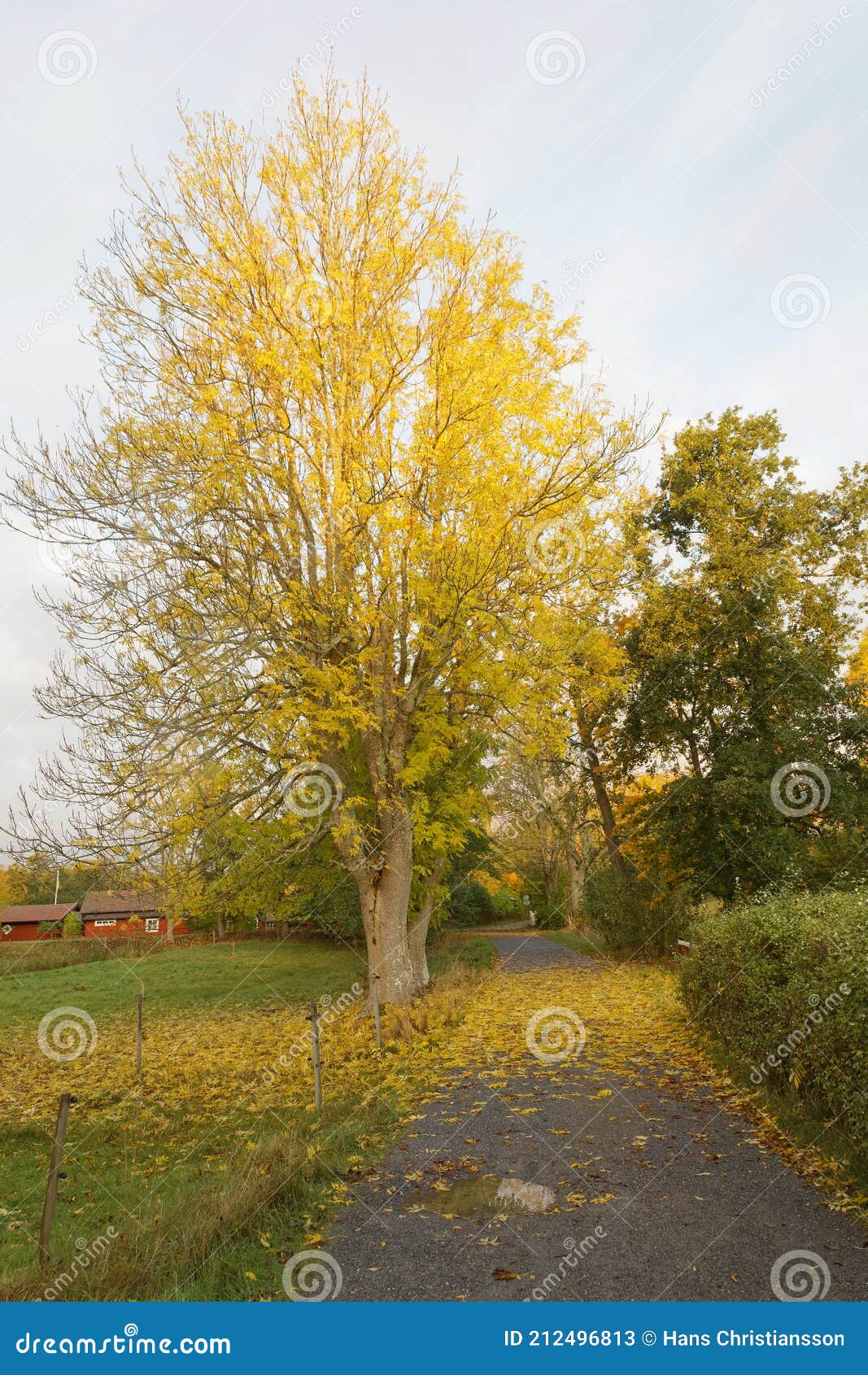 Beautiful Maple Tree at the Path and a Distant Red Cottage Stock Image ...