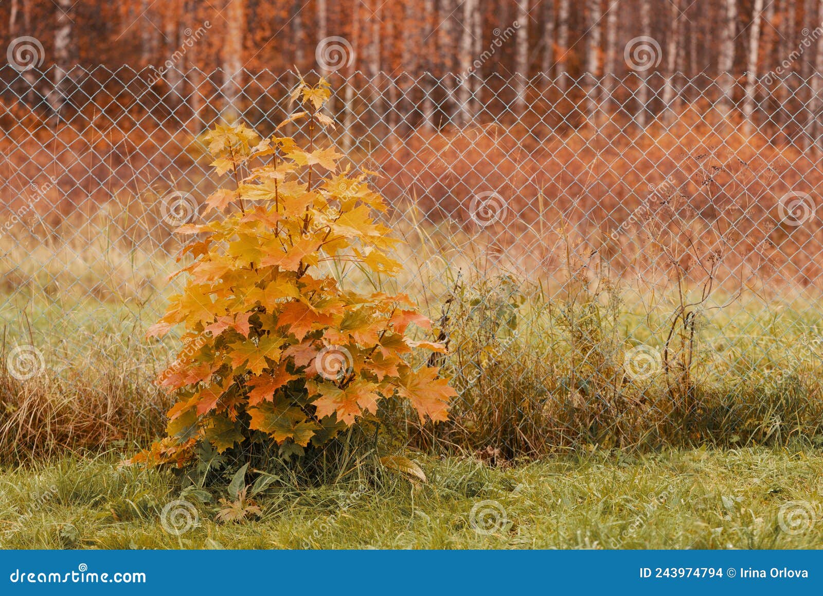 Beautiful Maple Tree in Rural Stock Photo - Image of fence, october ...