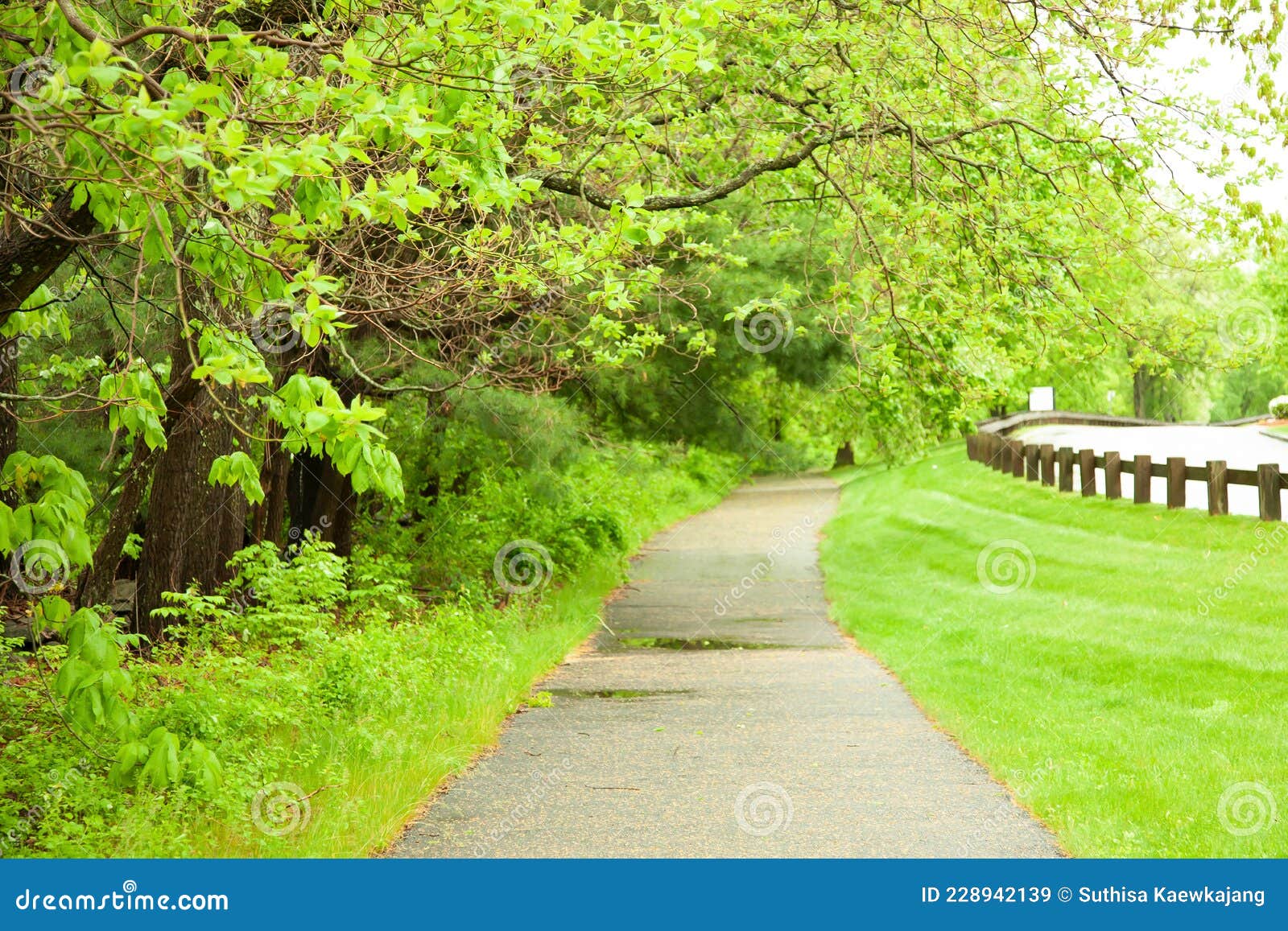 Beautiful Maple Tree and Sunlight in Foret at Boston Stock Image ...
