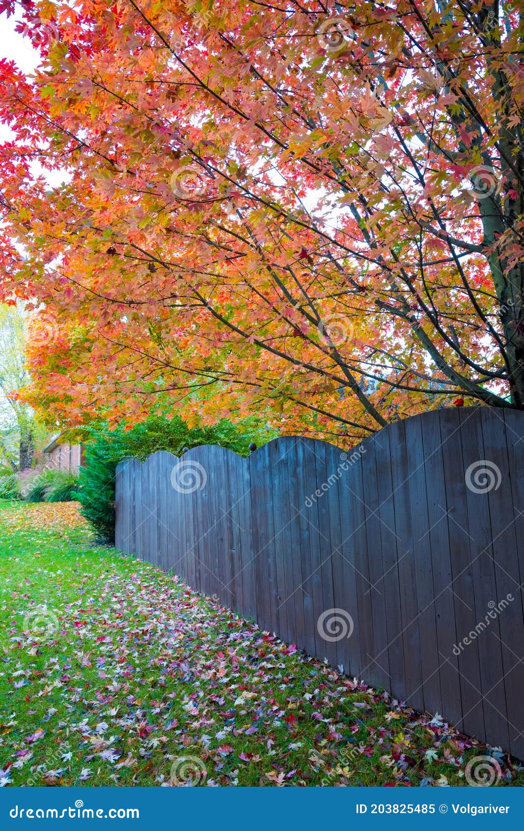 Beautiful Maple Tree in Town, Autumn Landscape Stock Image - Image of ...