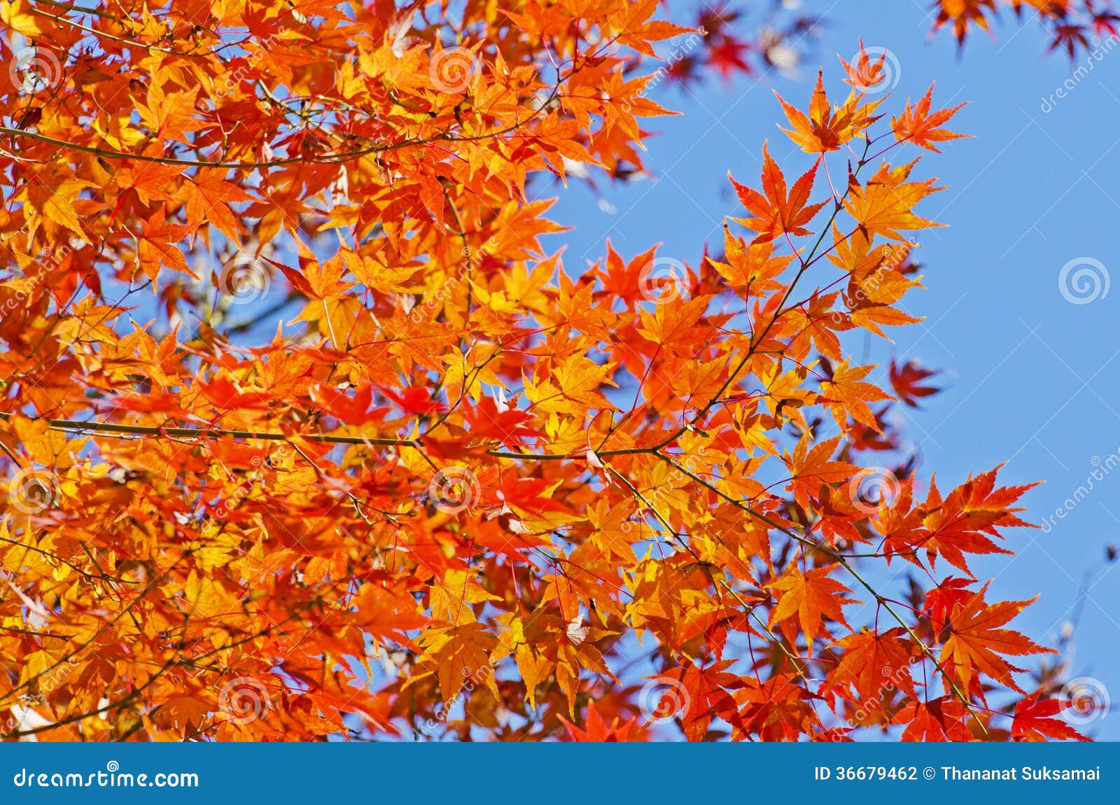 Beautiful Maple. stock photo. Image of naturre, maple - 36679462