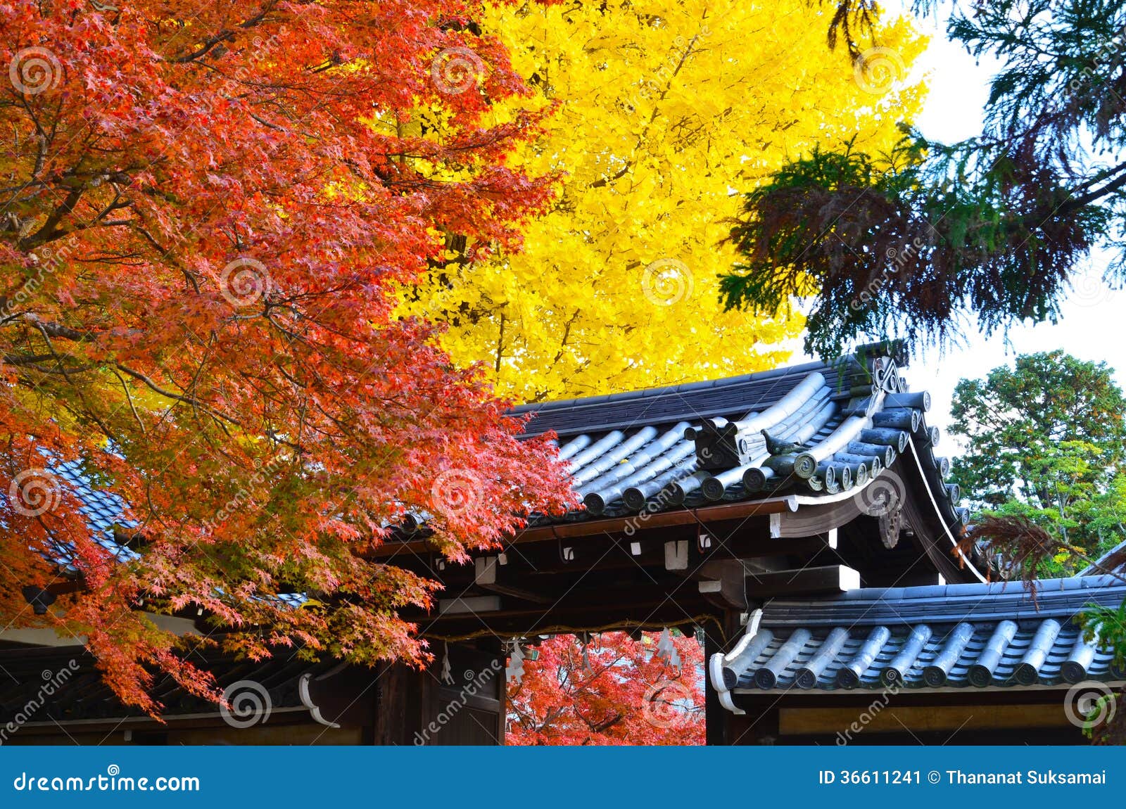 Beautiful Maples stock image. Image of orange, colorful - 36611241