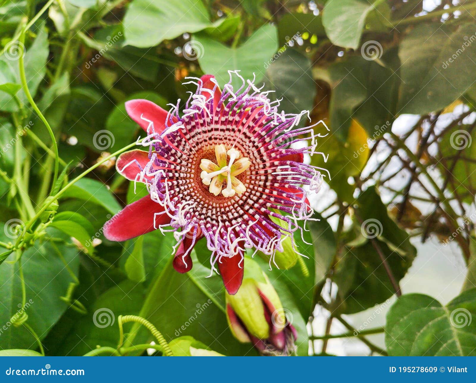 Beautiful Maracuja Flower Close Up Stock Image - Image of structure ...