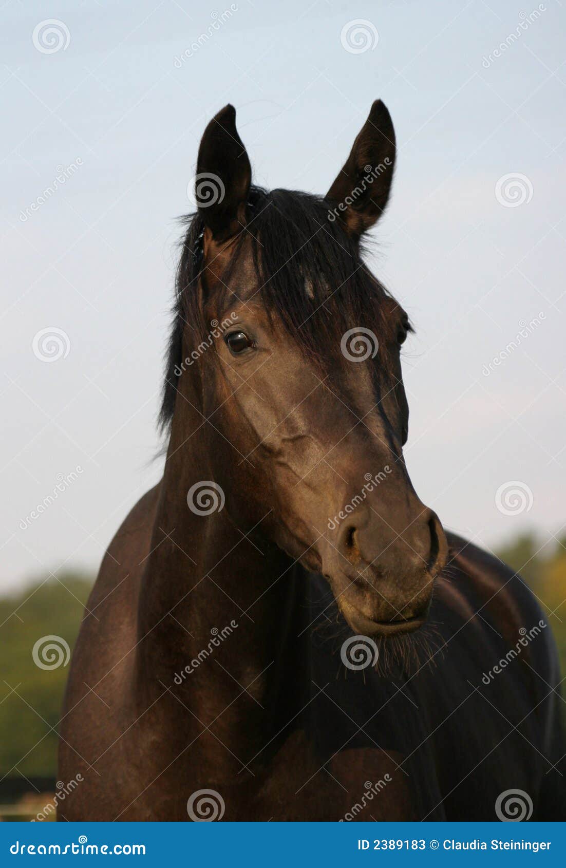 Beautiful mare stock image. Image of loyal, curious, friendly - 2389183