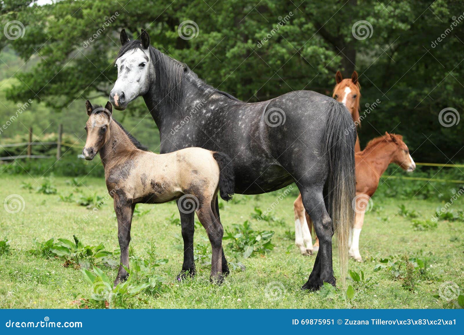 Beautiful mare with foal stock image. Image of filly - 69875951