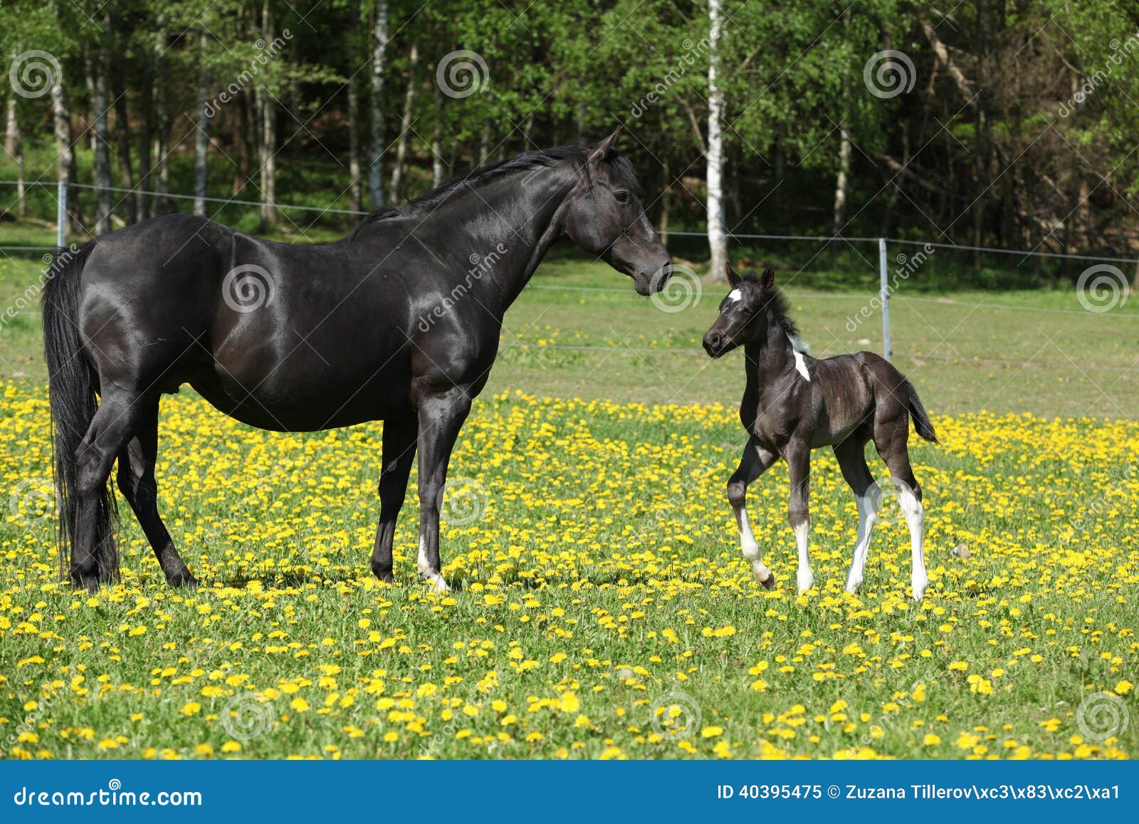 Beautiful Mare with Little Foal on Spring Pasturage Stock Image - Image ...
