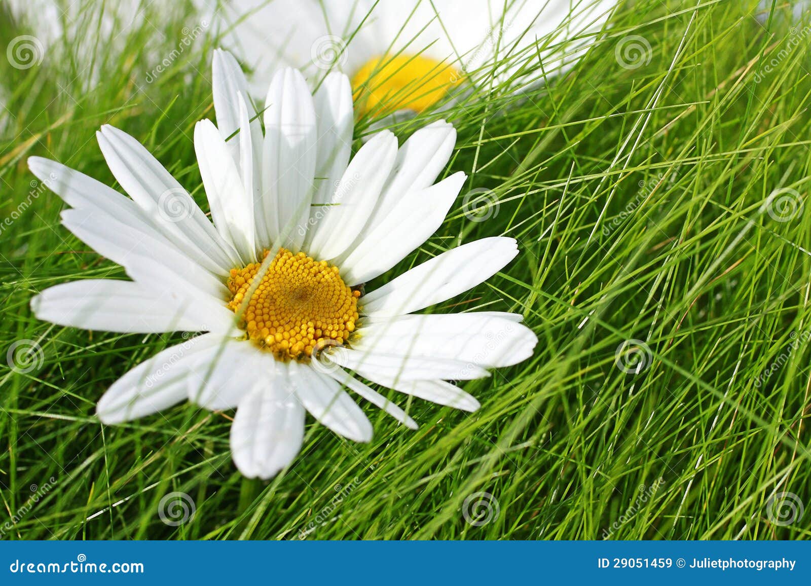 Beautiful Marguerite Flowers Stock Image - Image of blossom, petal ...