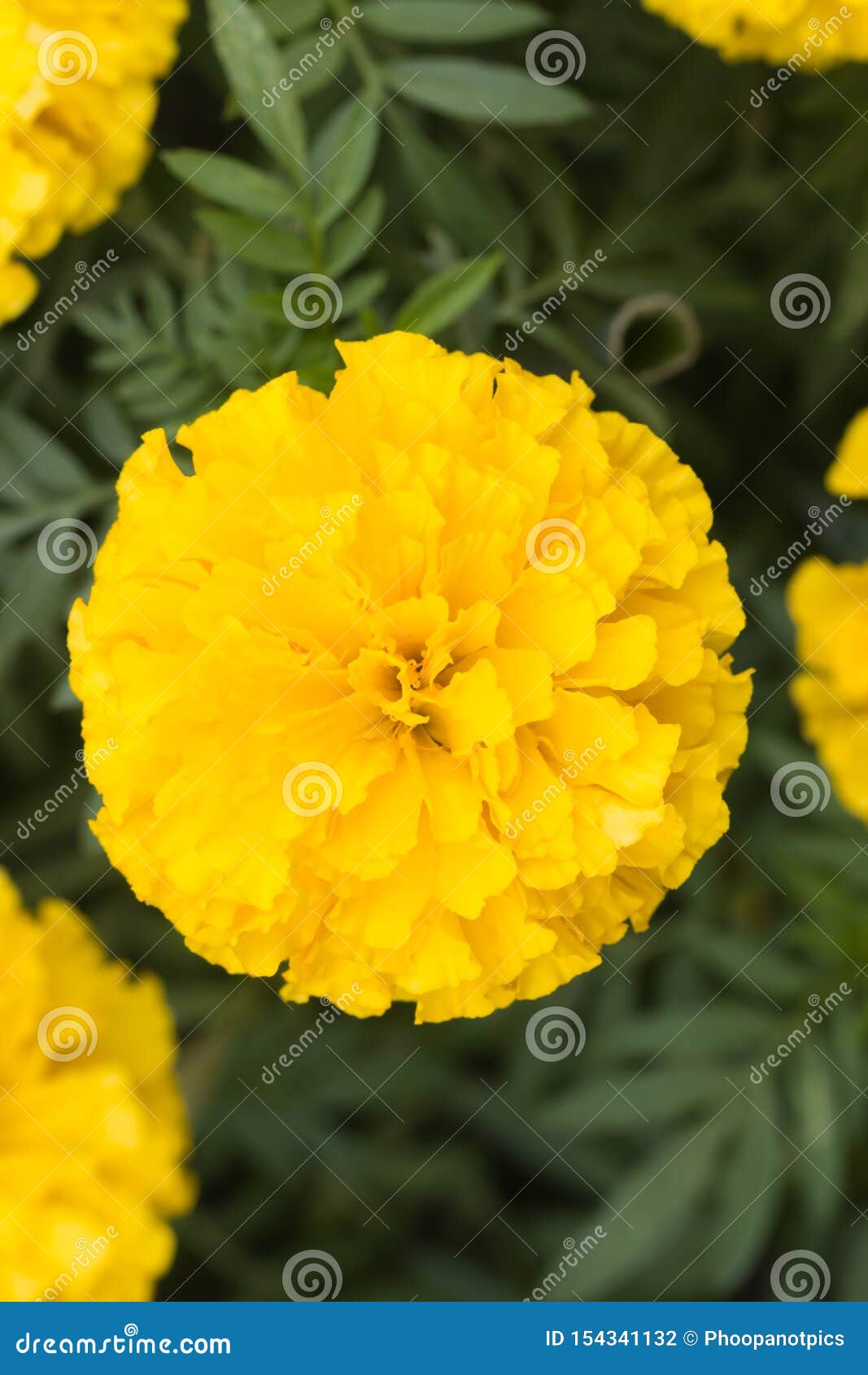 Beautiful Marigold flower stock photo. Image of bouquet - 154341132