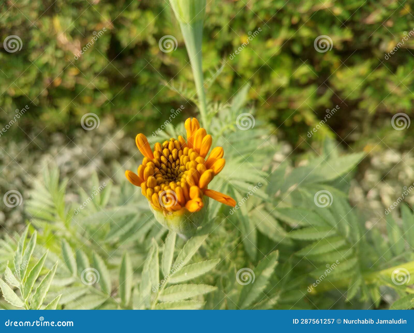 Beautiful Marigold Flower Bud Stock Image - Image of floral, beautiful ...