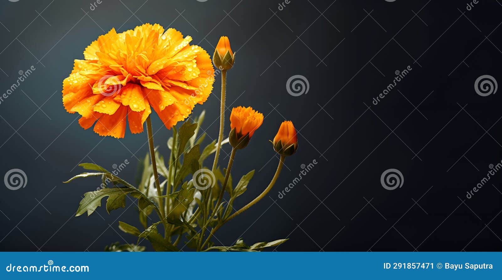 Beautiful Marigold Flower Macro Blank Space, Ai Generative Stock ...