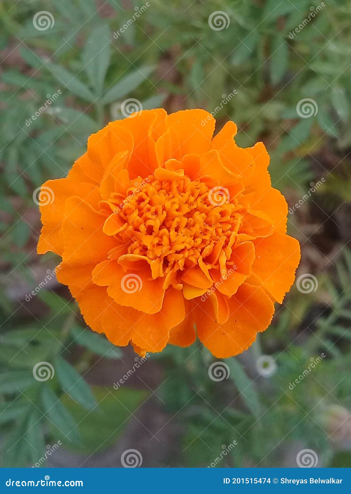 The Beautiful Marigold Flower. Stock Photo - Image of leaf, atmosphere ...