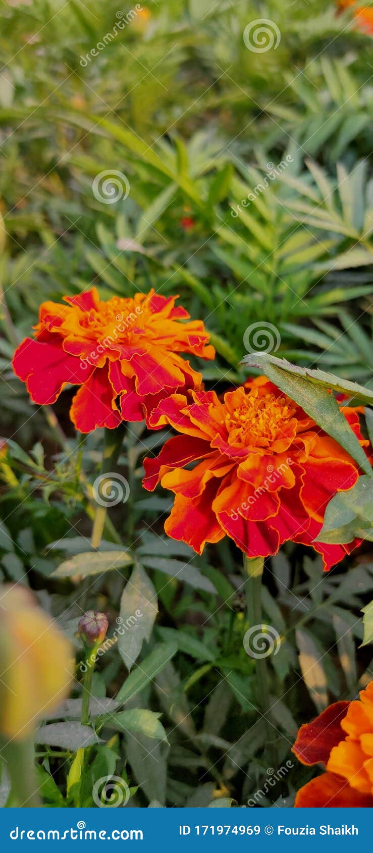 Beautiful Marigold Flower Photography Stock Image - Image of park ...