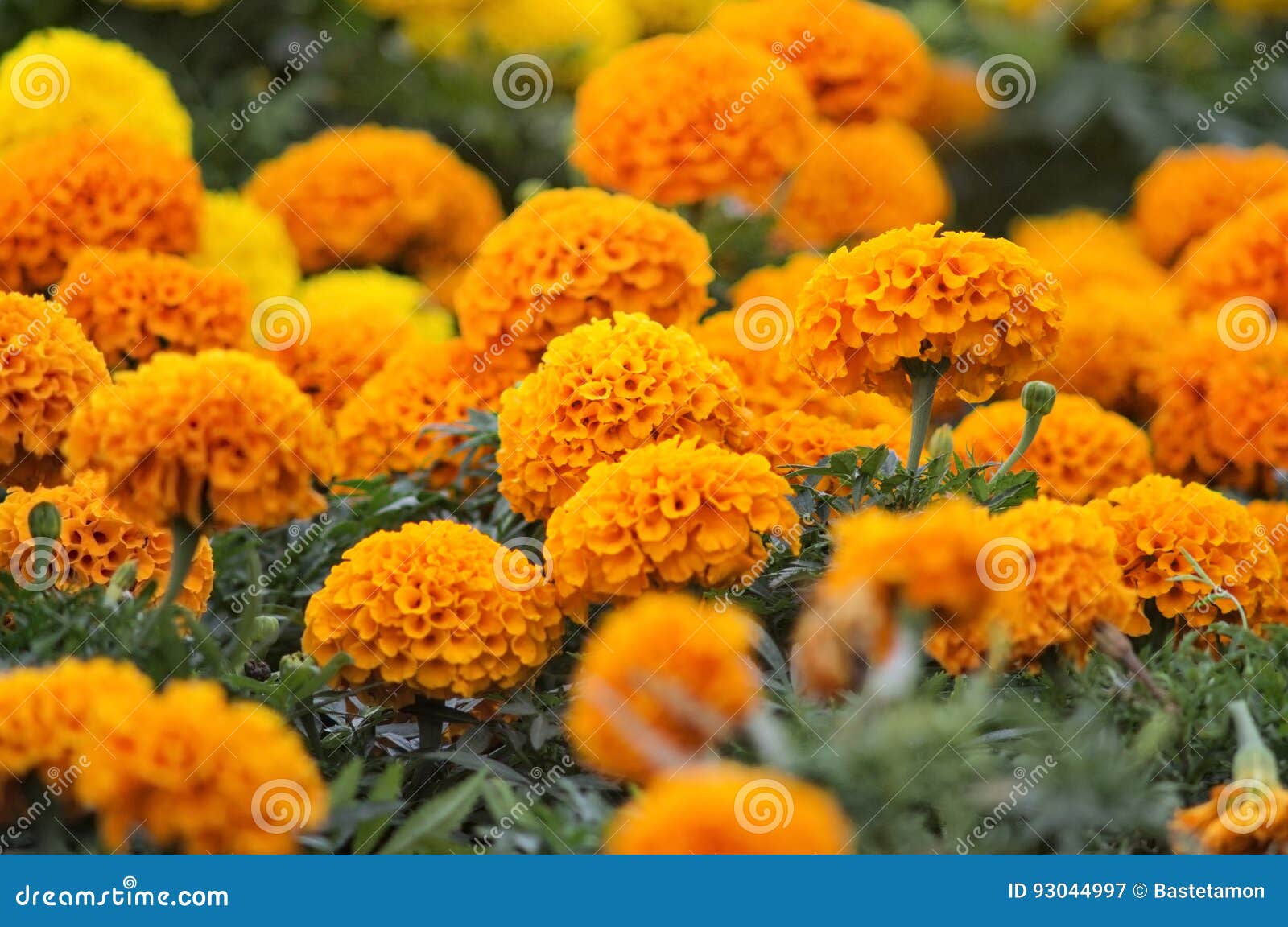 Beautiful Marigold Flowers Of Yellow And Orange Color, Genda Phool ...