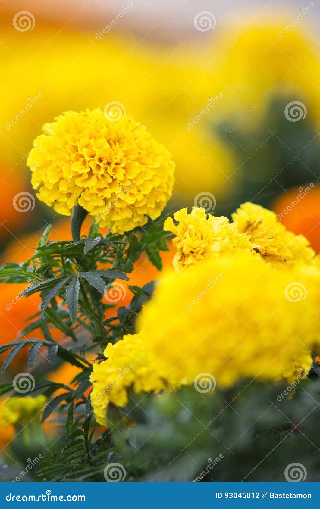 Beautiful Marigold Flowers Of Yellow And Orange Color, Genda Phool ...