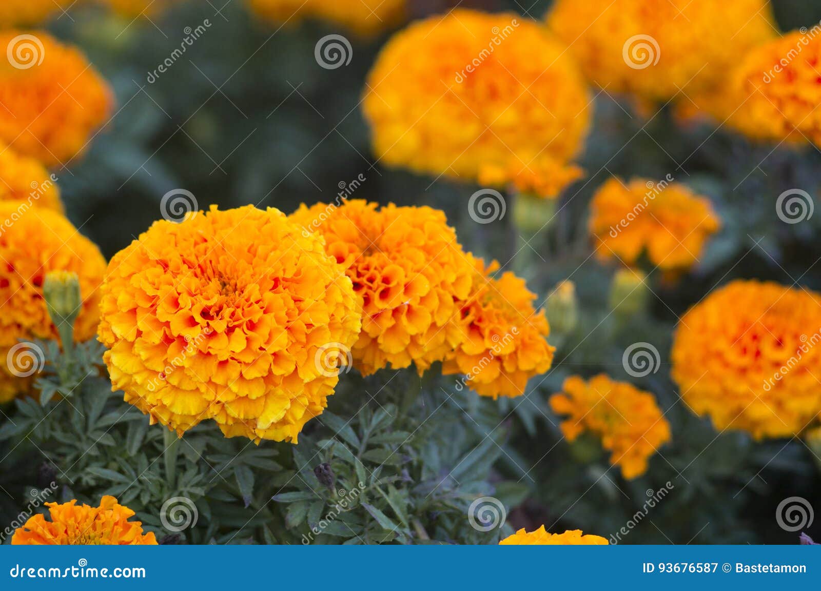Beautiful Marigold Flowers Of Yellow And Orange Color, Genda Phool ...